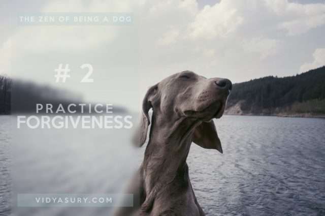 The Zen of Being More Dog | Vidya Sury, Collecting Smiles