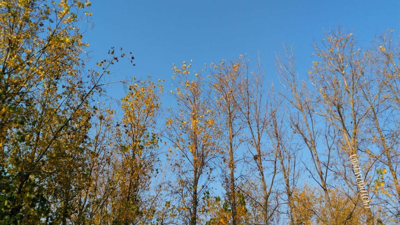 Stunning Poplar Trees Dressed In Green and Gold | Vidya Sury ...