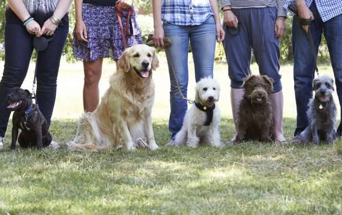 How Pets Improve Your Health and Make You Happier (9 Solid Ways ...